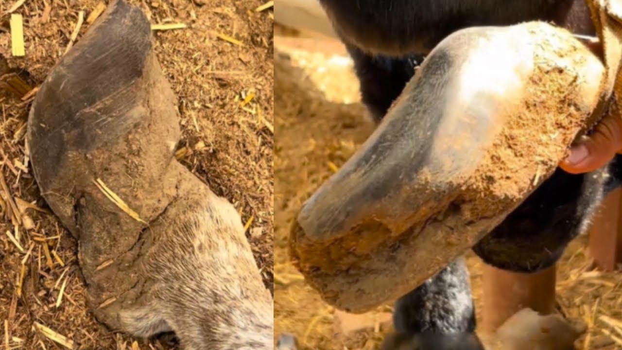 Poor Donkey, Suffering From Twisted Hooves Every Moment!【DONKEY HOOF ...