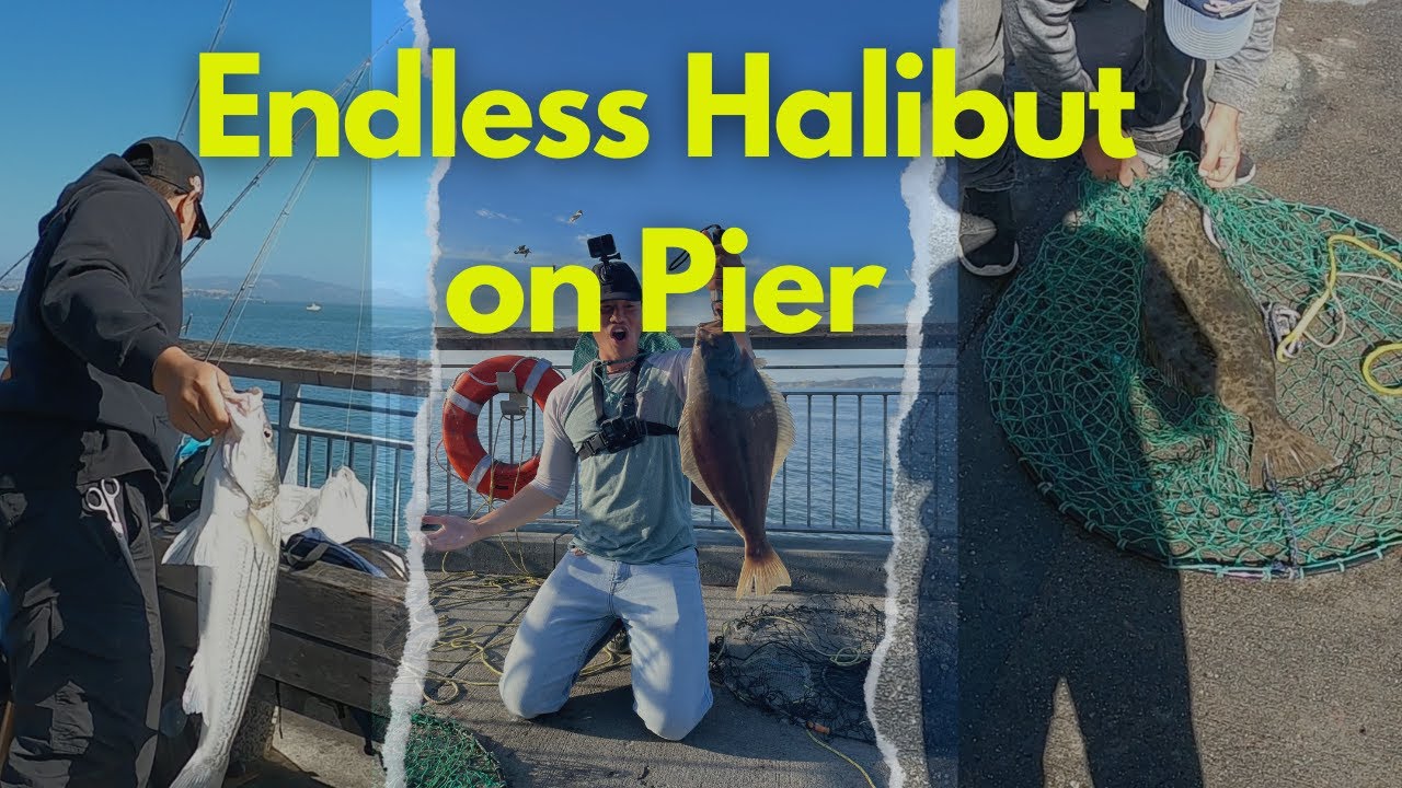 Everyone Catching Halibut at Paradise Pier - YouTube