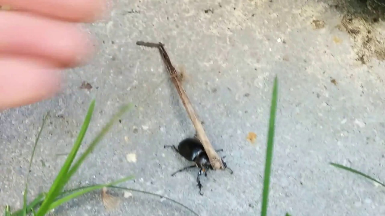 Powerful Insect Beetle with Supreme Strength lifting a stick - YouTube