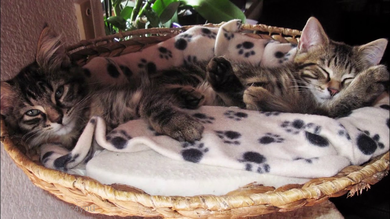 PET THERAPY To Calm Cats & Dogs ♥♥♥ Stress Relief, Sleep Music, Secures ...