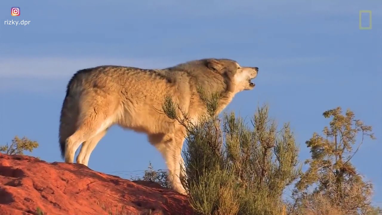 Serigala | National Geographic Sub Indo - YouTube