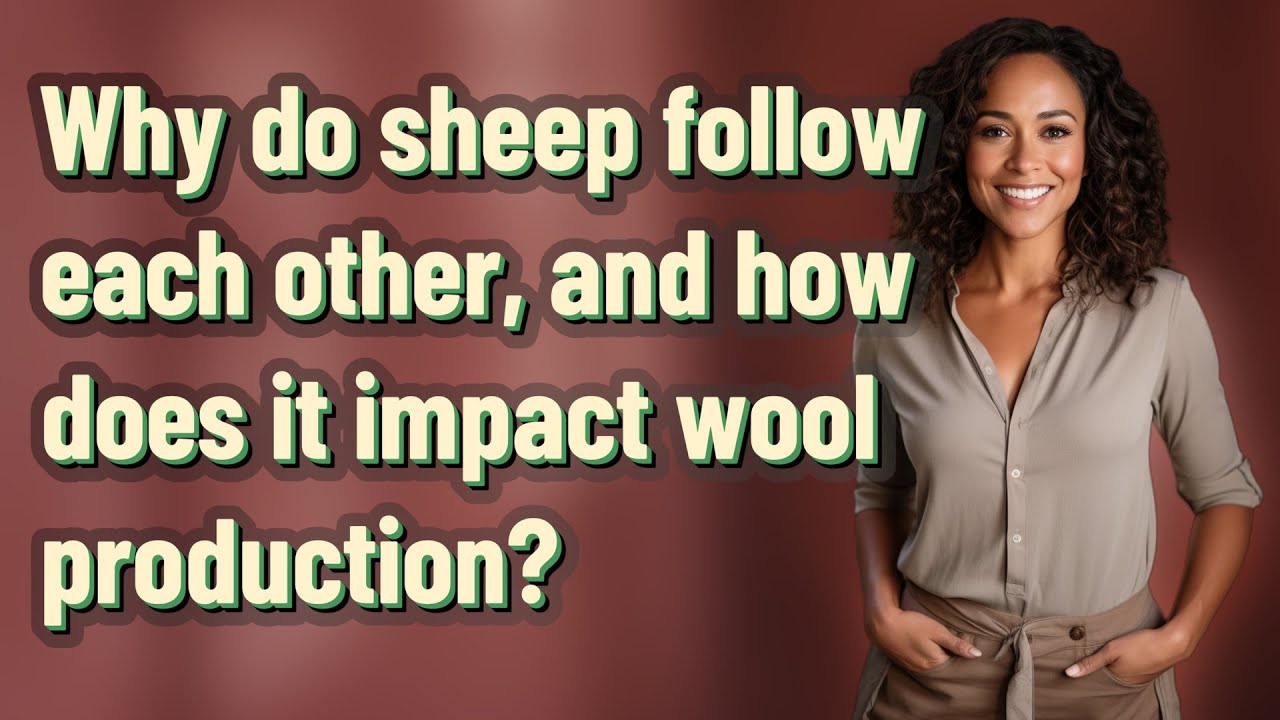 Why do sheep follow each other, and how does it impact wool production ...