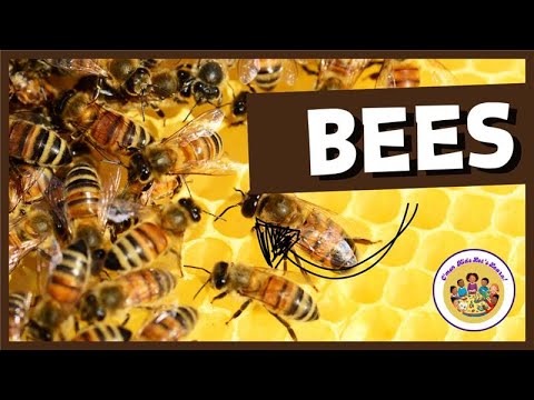 Kids Educational Videos | Kindergarten and Elementary ENGLISH SCIENCE ...