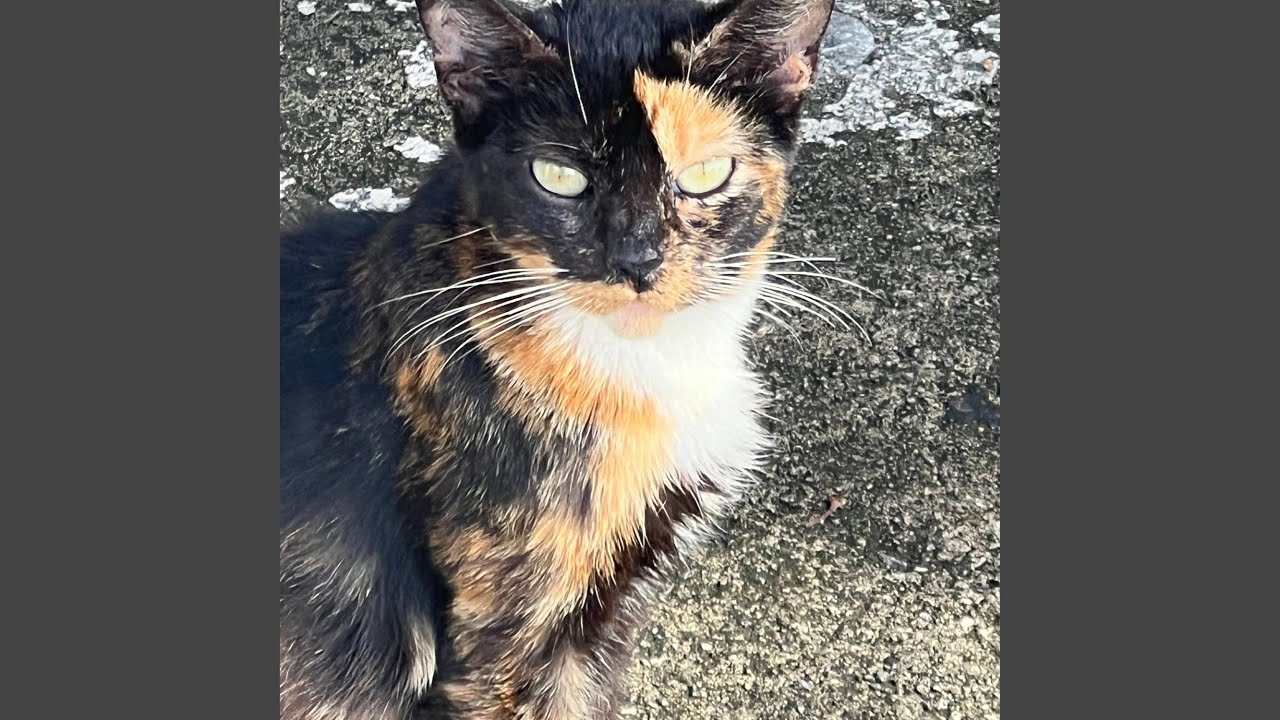 This Is What Autumn Feels Like - YouTube