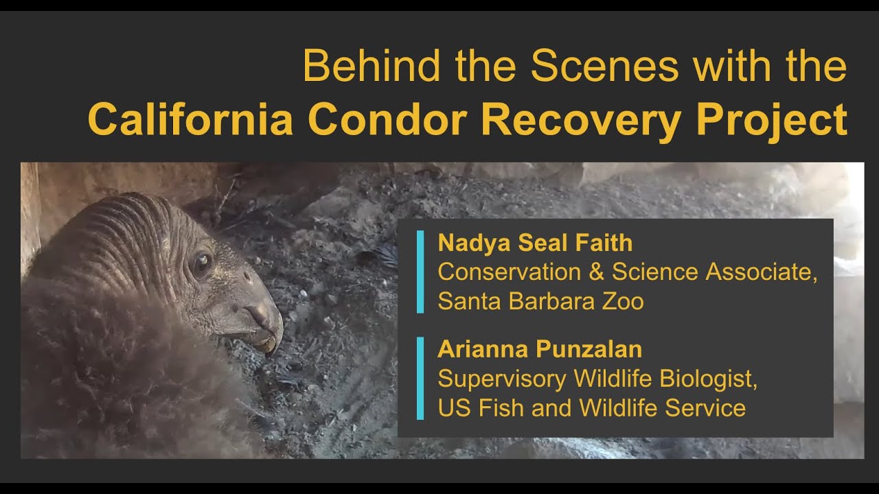 Behind the Scenes with the California Condor Recovery Project and the # ...
