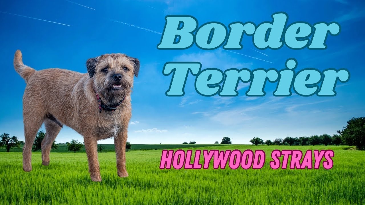 Reggie from Strays - Border Terrier #cutedog #doggielife # ...