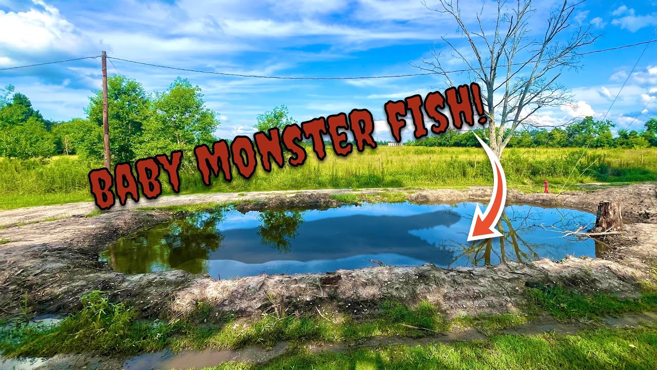 The Driveway Pond is FINALLY Done! (Adding Fish and Plants!) - YouTube