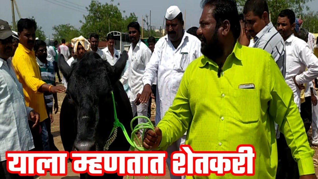 याला म्हणतात शेतकरी शेवटी तीच घेतली #cow - YouTube