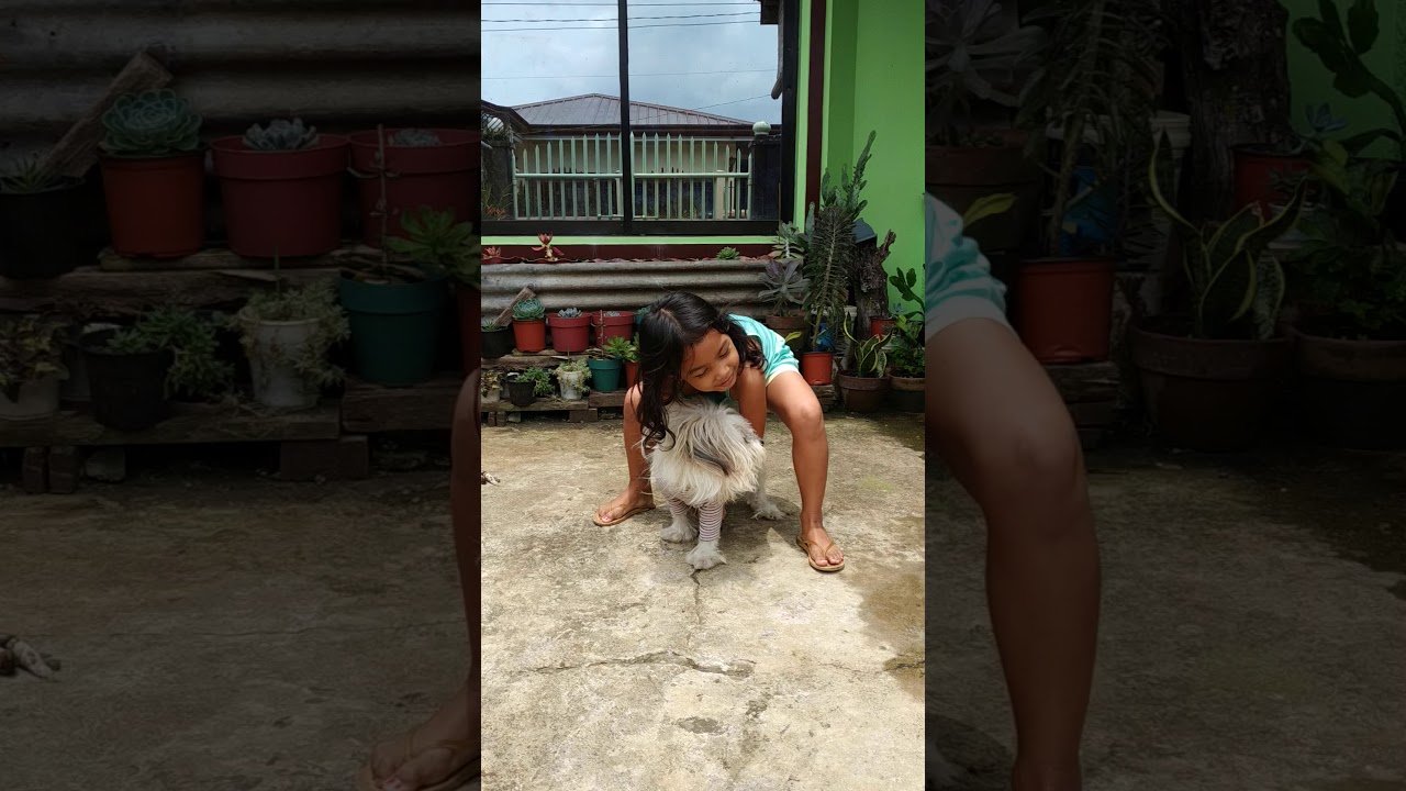 Playtime with our dog Poofie - YouTube