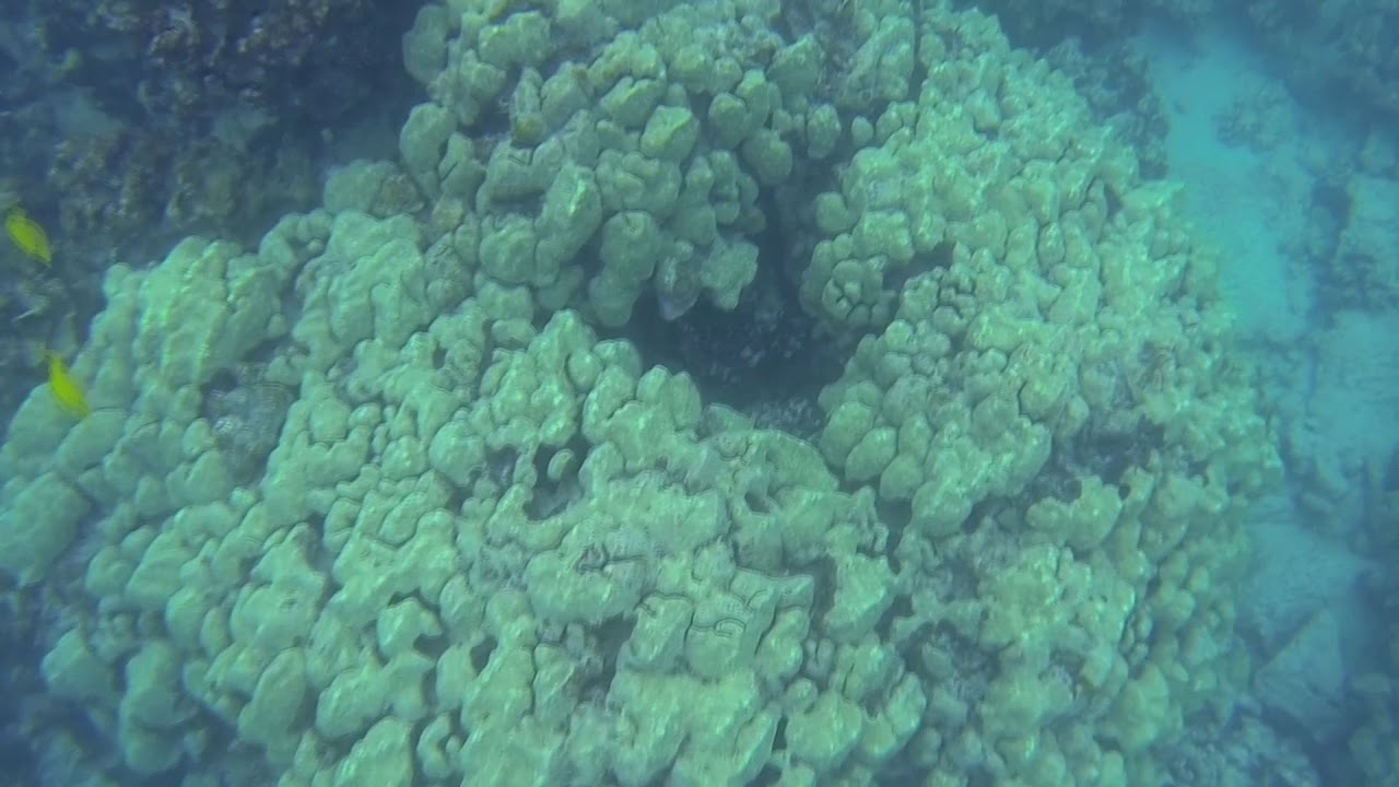 Snorkeling the Big Island of Hawaii at Honaunau Bay 2 Step - YouTube
