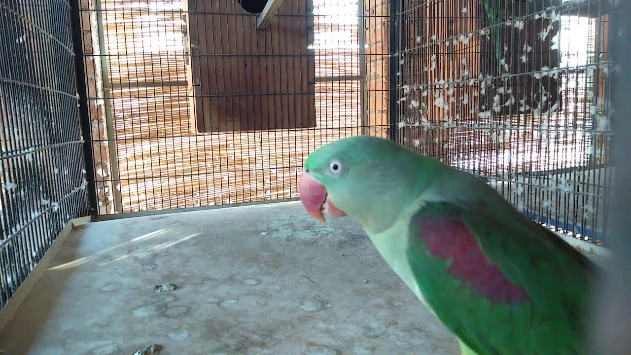 Great Alexander Parrot Natural Voice | You Bird Tv - YouTube