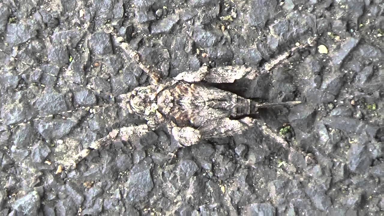 Camouflage Insect by colors. Identify this - YouTube