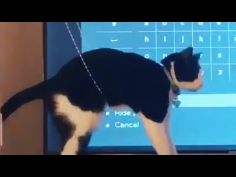 Funny Cats and Kittens tik tok compilation #1