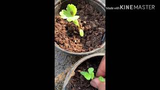 How to grow Ashitaba