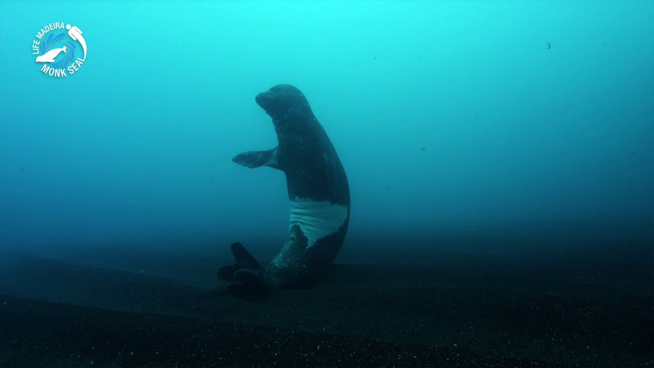 LIFE Madeira - LOBO MARINHO - YouTube