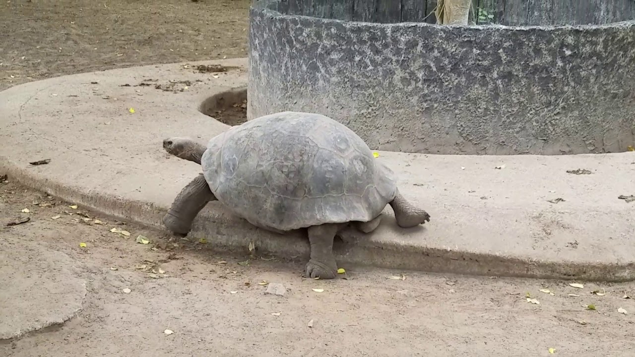 Isla Isabella. Galapagos tortoises in action. Very "exciting." - YouTube