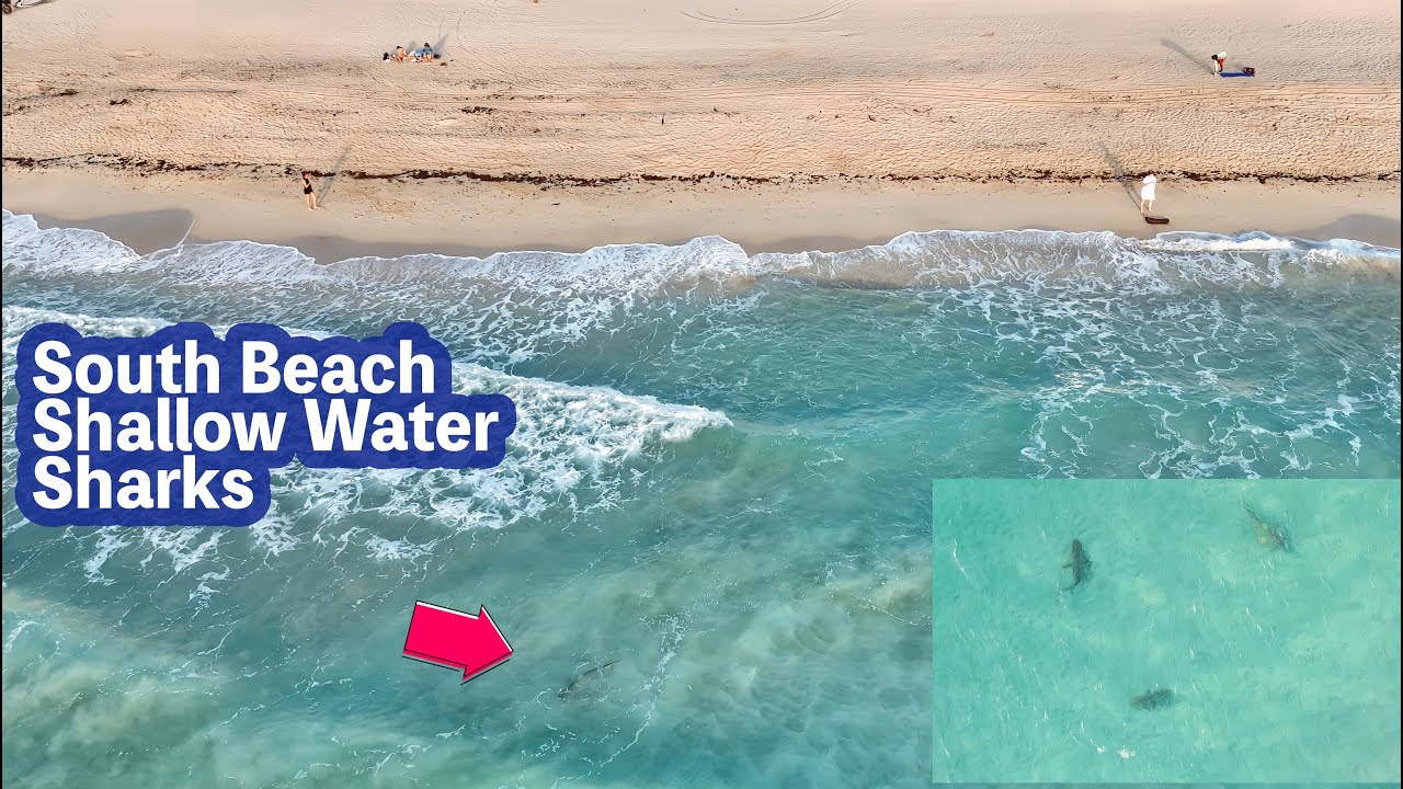 Sharks in Shallow Florida Waters (Miami Beach) | 4K Drone View - YouTube