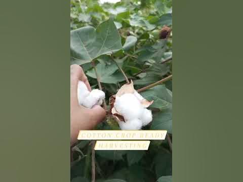 cotton crop harvesting in haryana #kapas #kapascrop #cropproductiontechnology - YouTube