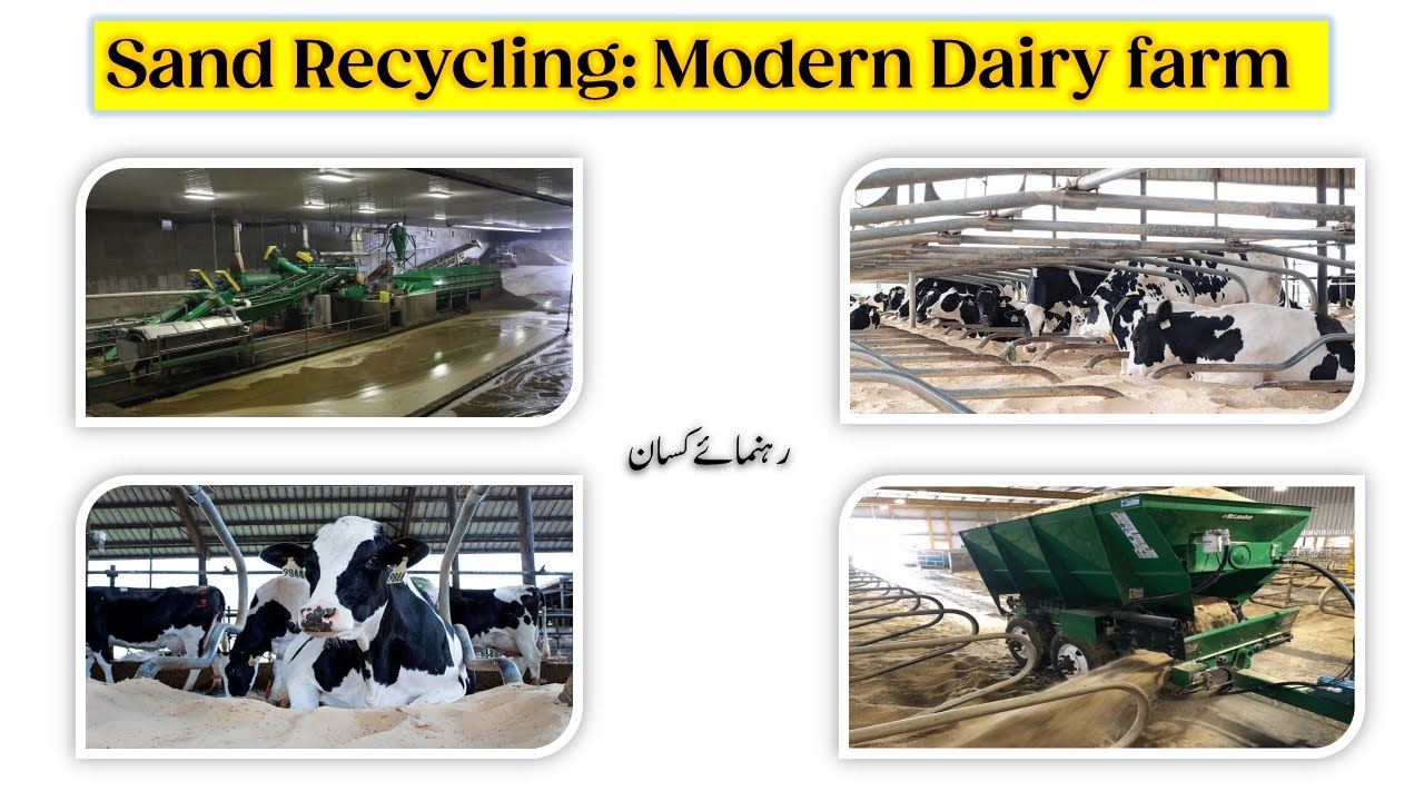 Modern Dairy Farming| Sand Recycling| Dairy Technology in Pakistan ...