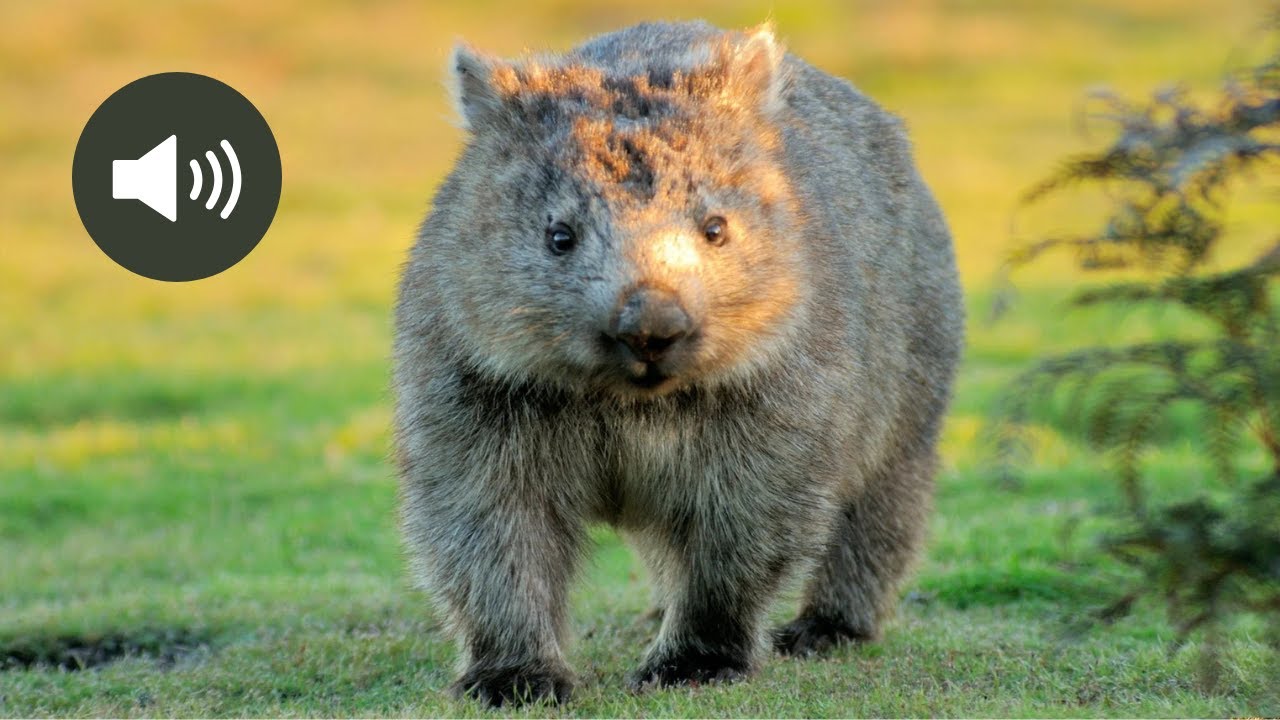 Cri du wombat : un son surprenant de la nature | WOMBAT YELLING ...
