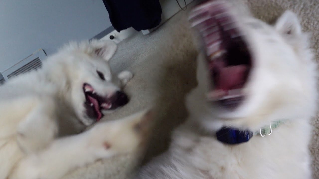 Puppy has a CRAZY TEMPER TANTRUM - Nukka the Samoyed - YouTube