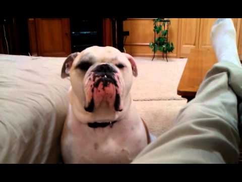 Cute Bulldog Whining & Crying For A Bratworst FUNNY - YouTube