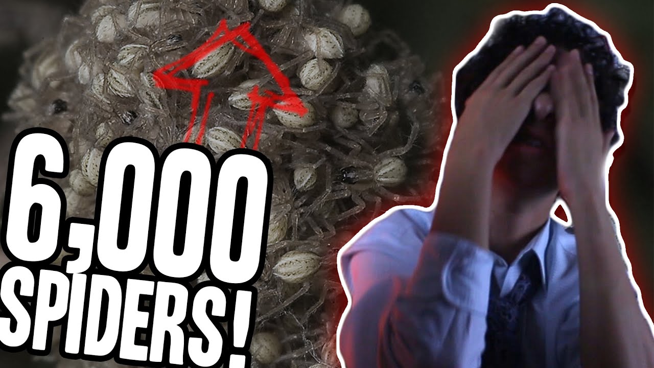 House infested with 6,000 Brown Recluse SPIDERS!! - YouTube