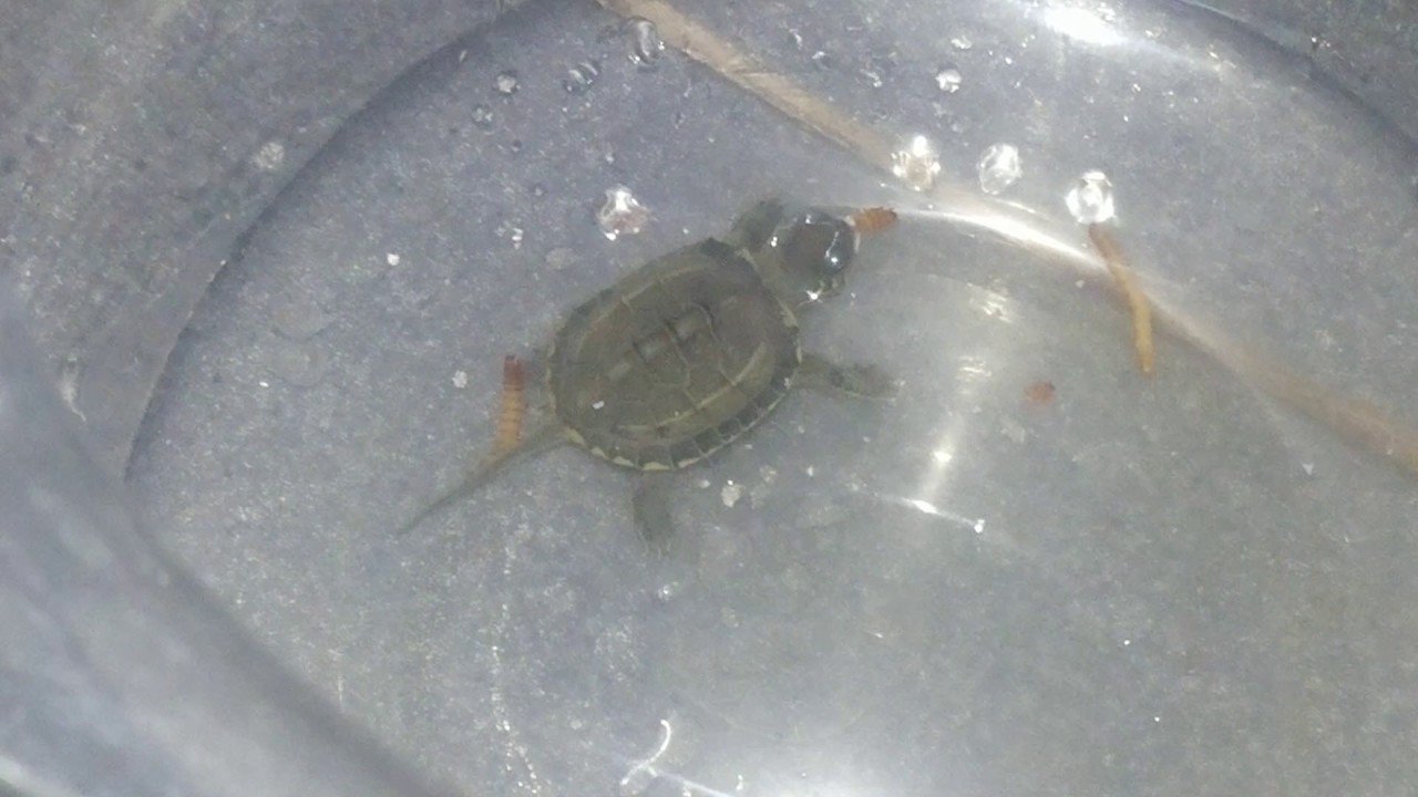 Turtle Anakan kura chinemys reevesii (baby) makan ulat hongkong - YouTube