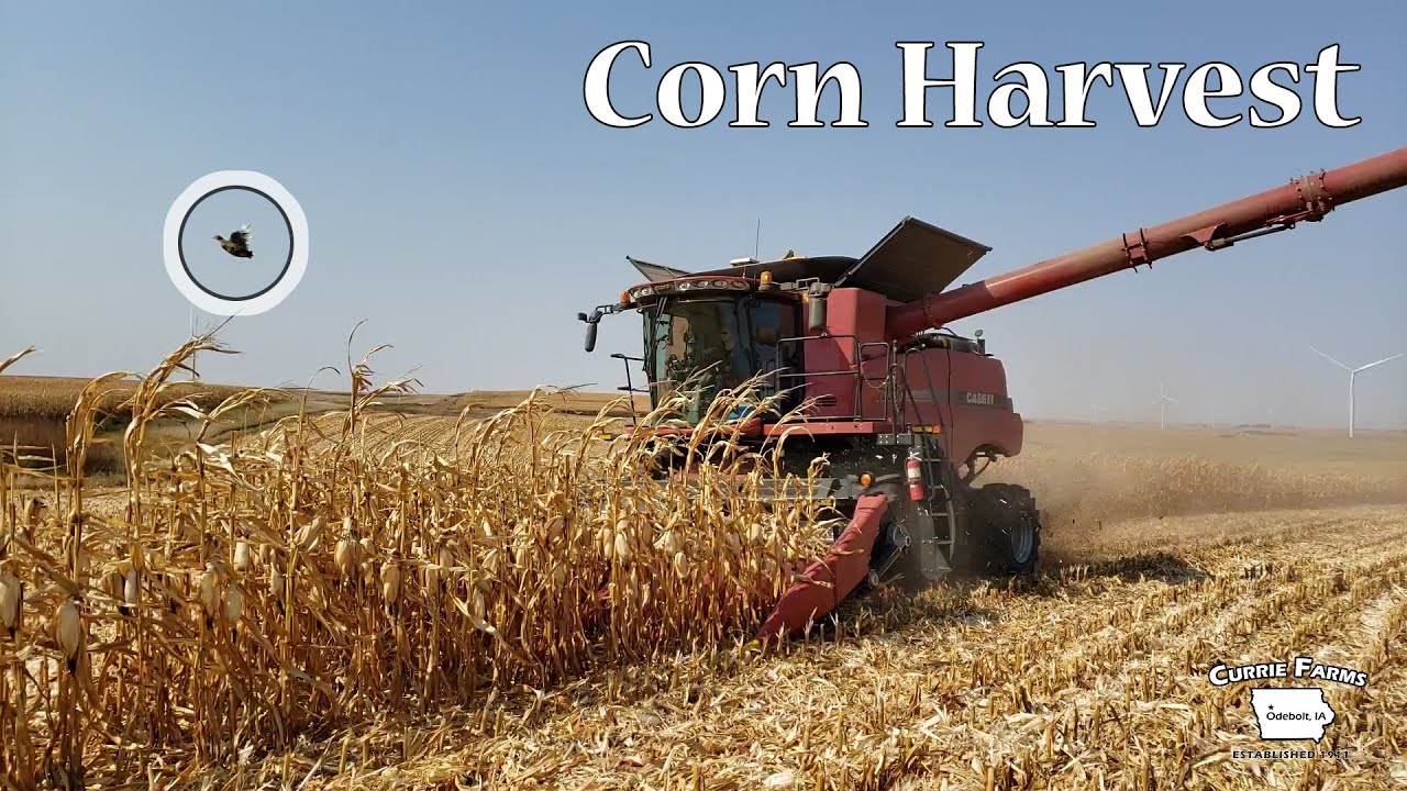 2020 Iowa Corn Harvest (and wildlife!) - YouTube