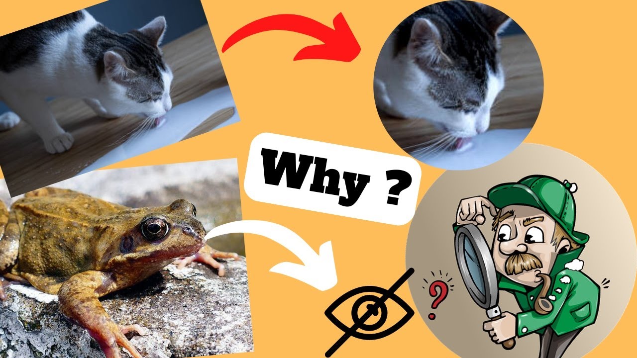 Amazing facts about Animals🔥|| Mendhak ankhein band karke kyun khate ...