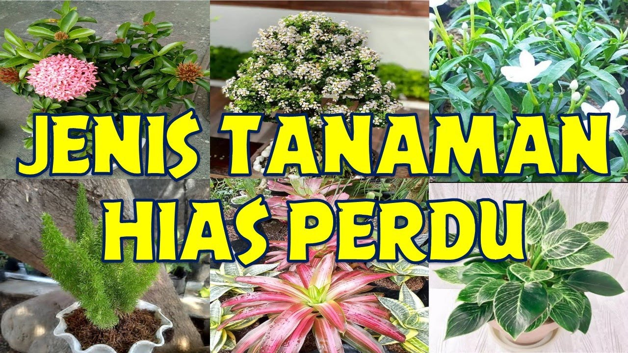 JENIS TANAMAN HIAS PERDU YANG COCOK DITANAM DIRUMAH - YouTube