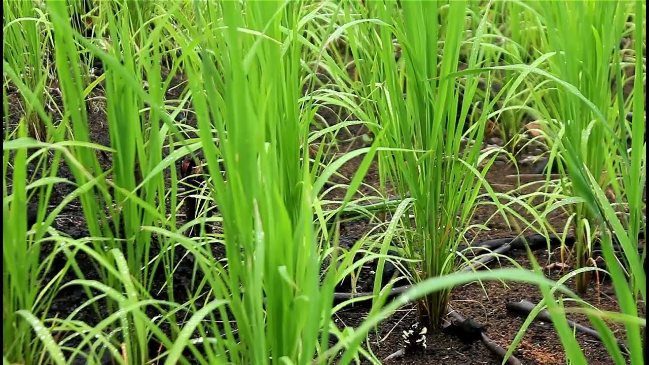 padi gunung orang dayak kalimantan tengah - YouTube