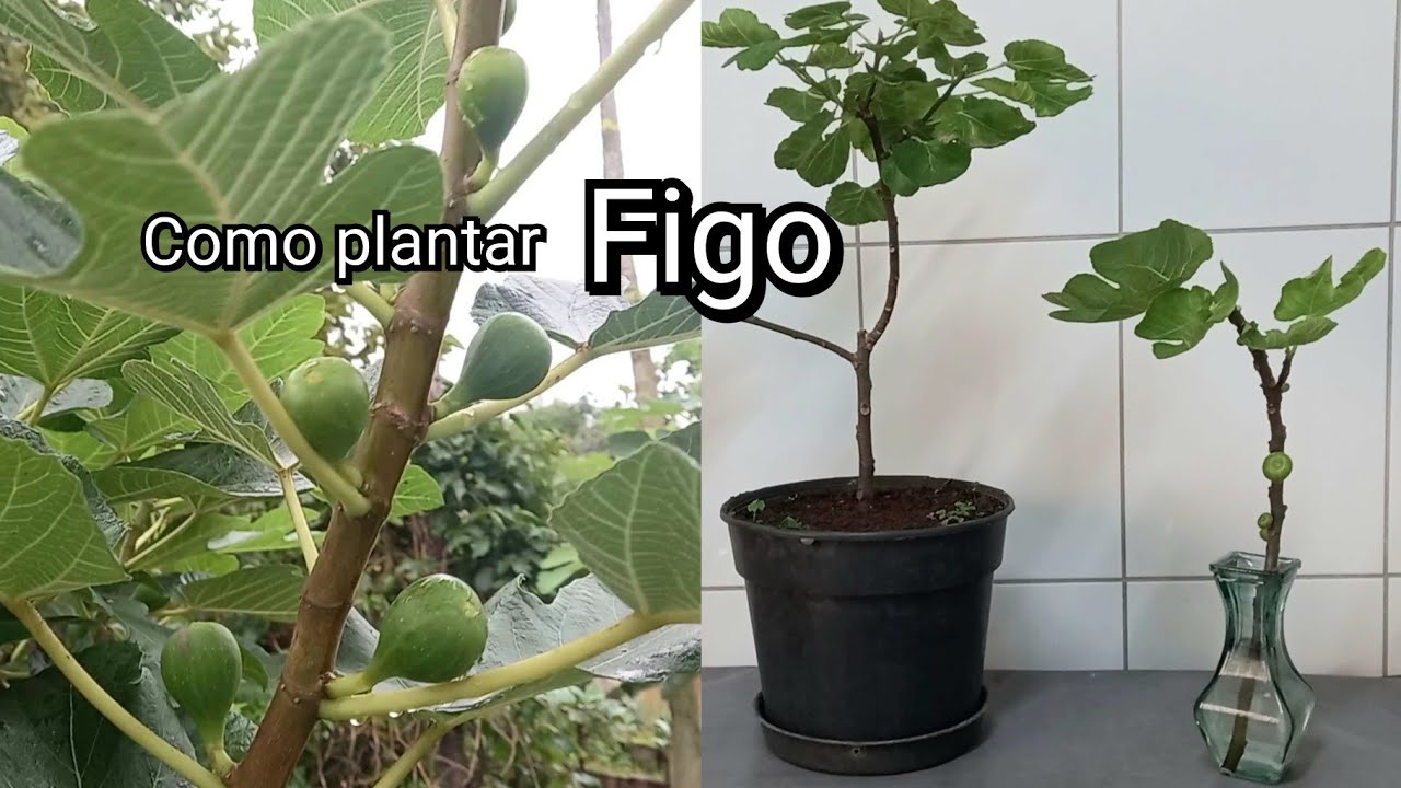 Como Fazer Muda de Figo (Estaquia), Como plantar Figo da Forma mais ...