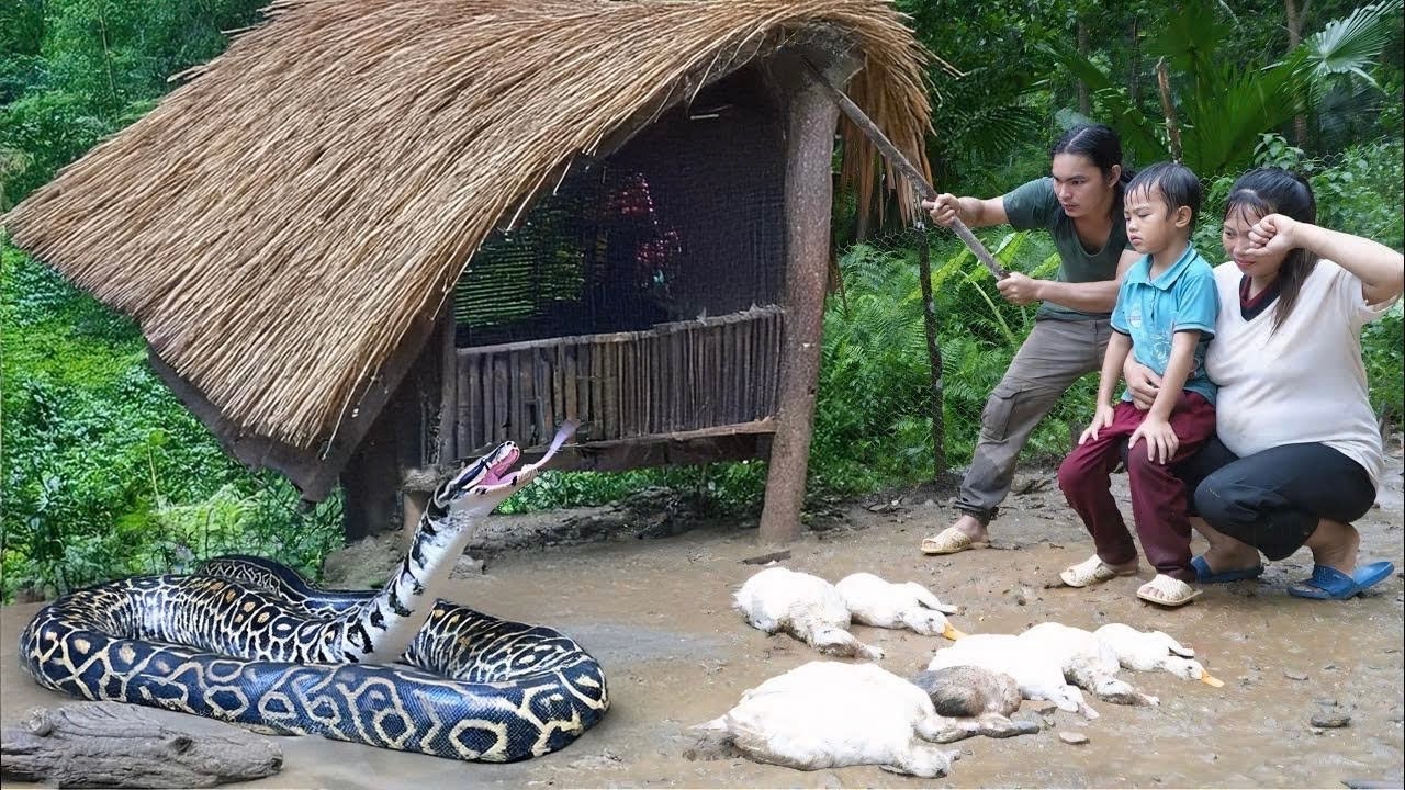 Giant python crawls into farm,attacks ducks,heart breaking scene,welcomes newborn piglets, farm ...