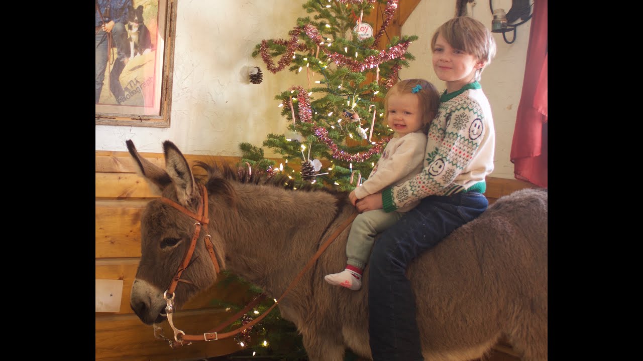 SOLD Princess~35" miniature donkey~Super Friendly and gentle~Broke to ...