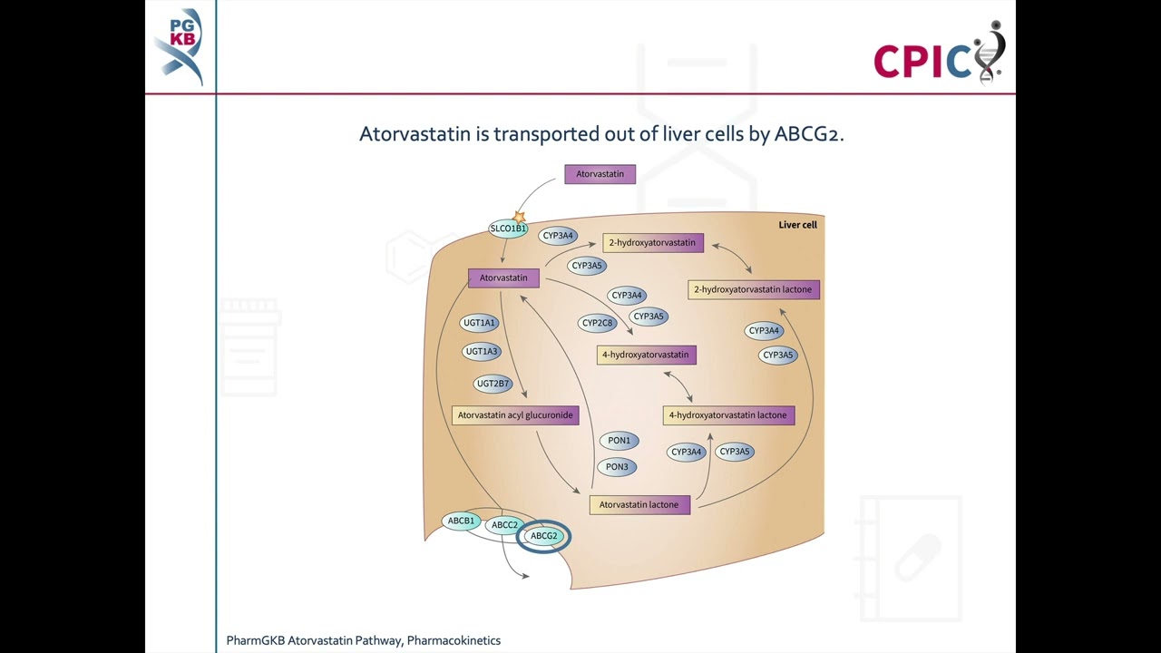 CPIC guideline for statins and ABCG2 - no recommendations - YouTube