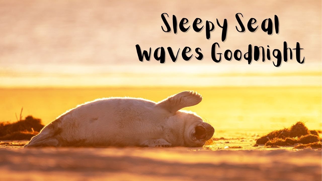 Sleepy Seal Waves Goodnight 🦭 - YouTube