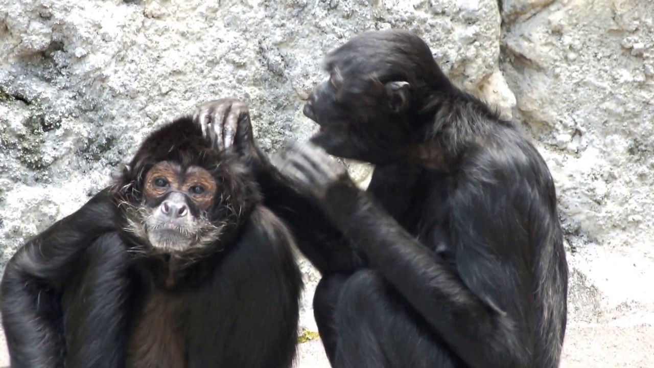 Geoffroy's Spider Monkey crying.ジェフロイクモザルの鳴き声。 - YouTube