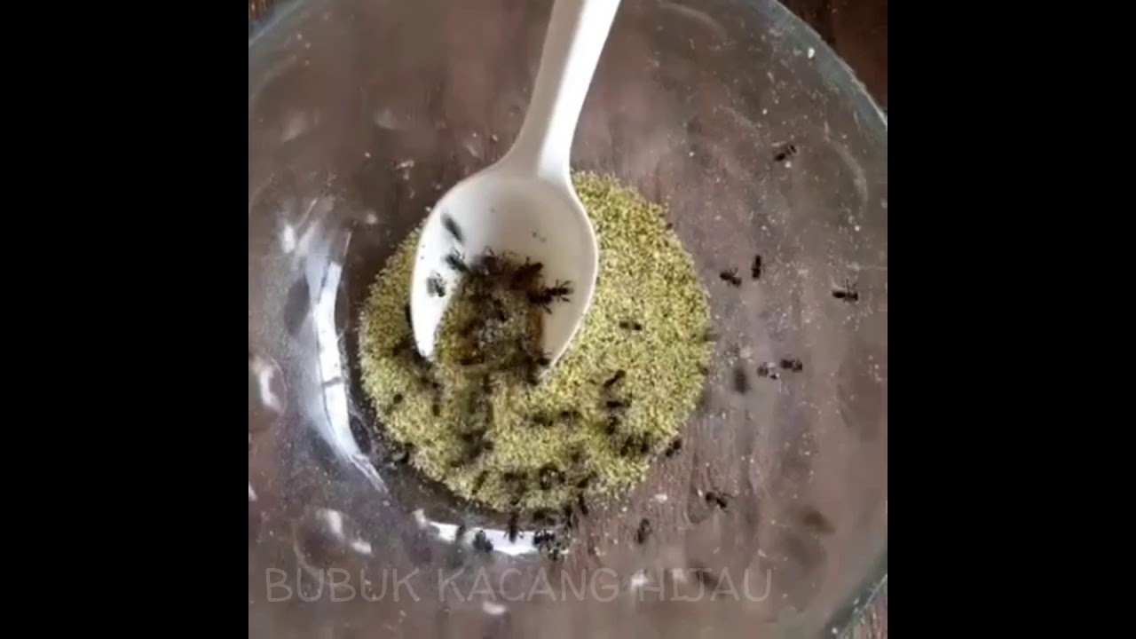 PEMBERIAN MAKANAN TAMBAHAN LEBAH KLANCENG/LANCENG|| BUDIDAYA LEBAH ...