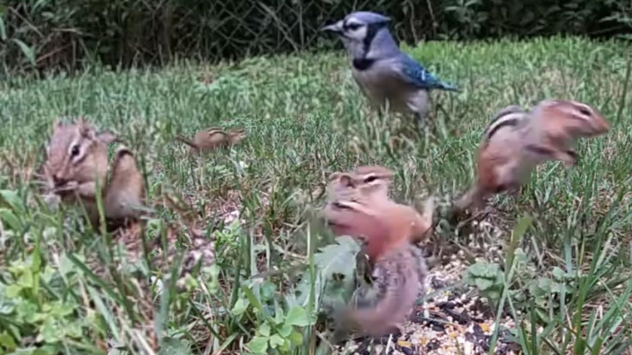 Backyard in Maine: Chipmunks Episode 2 - YouTube