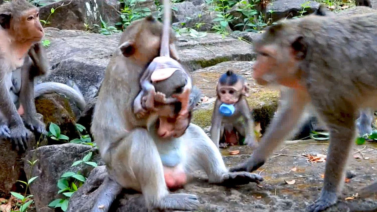 Funny mama monkey teasing with her lovely offspring, holding up not ...