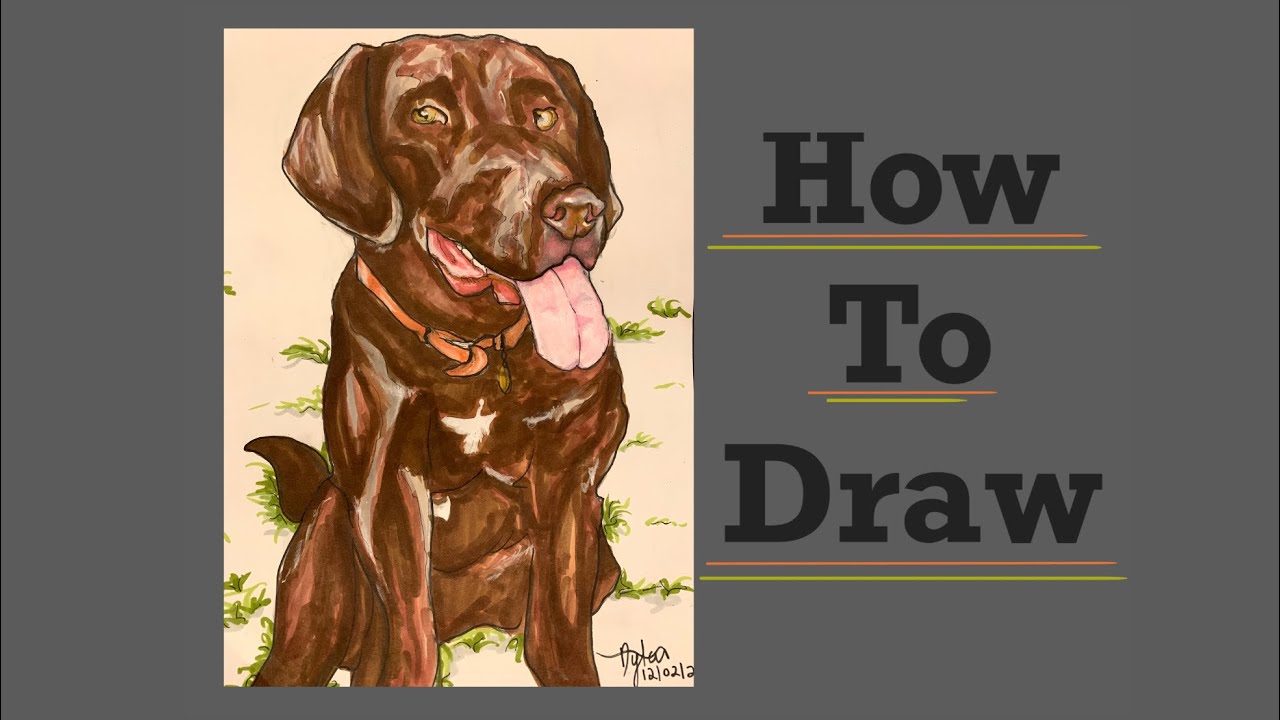 How to Draw a Realistic Chocolate Lab ~ W/ Markers ~ Winston 💕 - YouTube