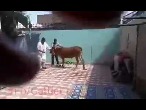 Bahut asha cow punch hai Dekho jroor - YouTube