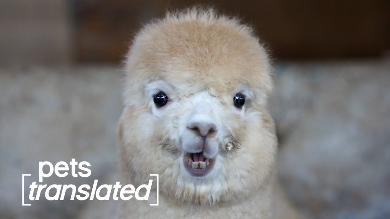 Unexpected Animal Sounds | Pets Translated - YouTube