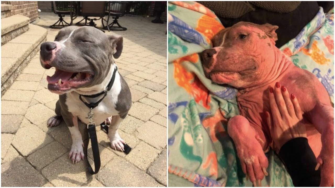 Pit Bull Found On Street Searching For His Forever Home. - YouTube