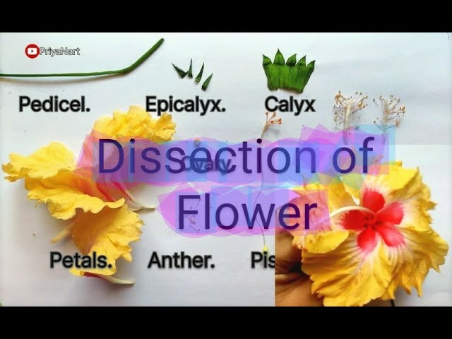 Anatomy Of Hibiscus Flower Bare Anatomy Nature X Science Rosemary