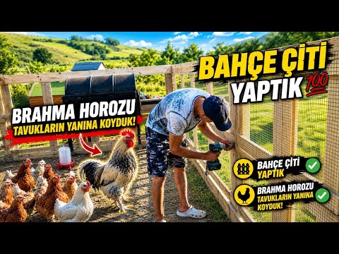 Bahçeyi Çit İle Böldük⛔️ Brahma Horoz Betona Bir Sürü Tavuk 🐔 Civcivleri Saldık 🐥 Çiftlik Köy İşleri