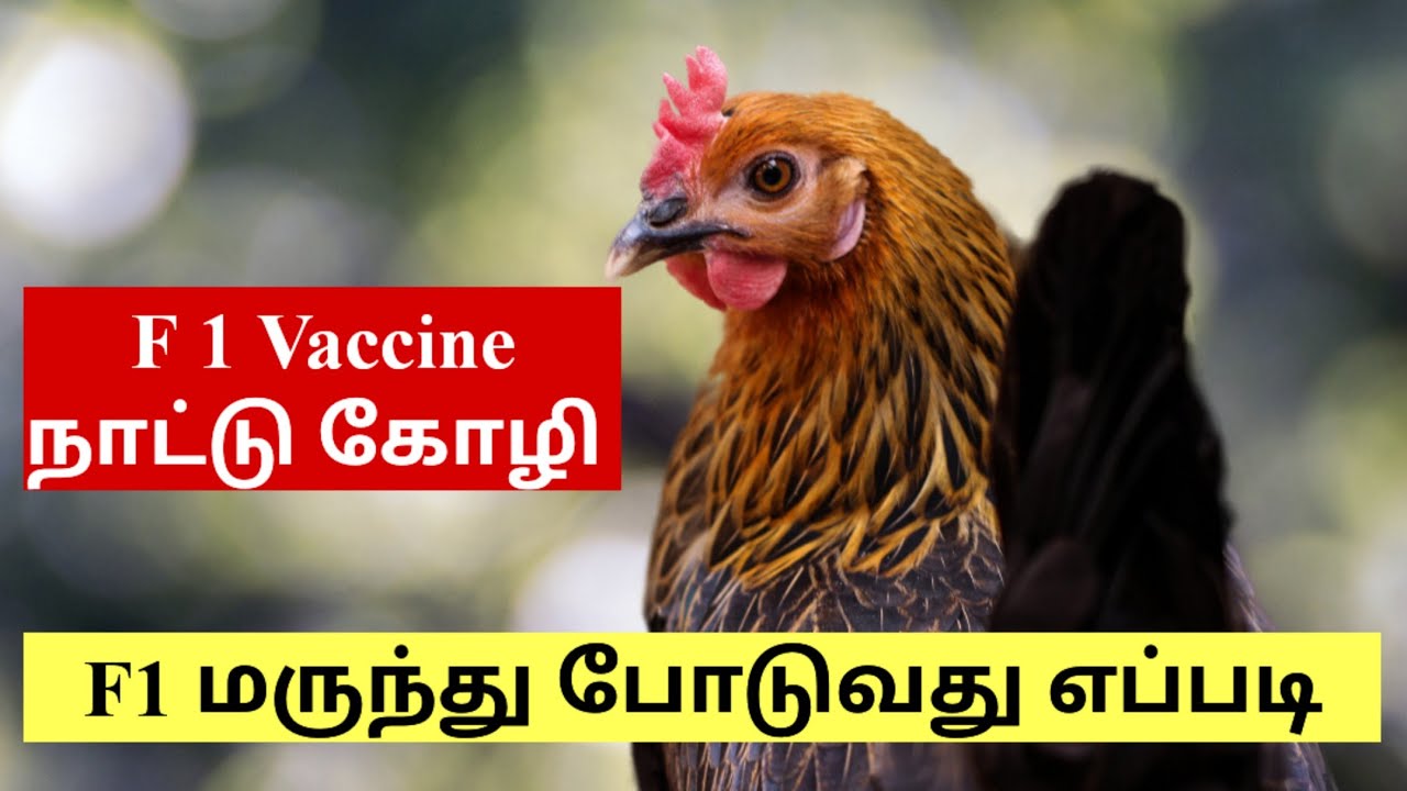 F1 vaccine in tamil | 📌F1 vaccine for chickens | How to mix F1 vaccine ...