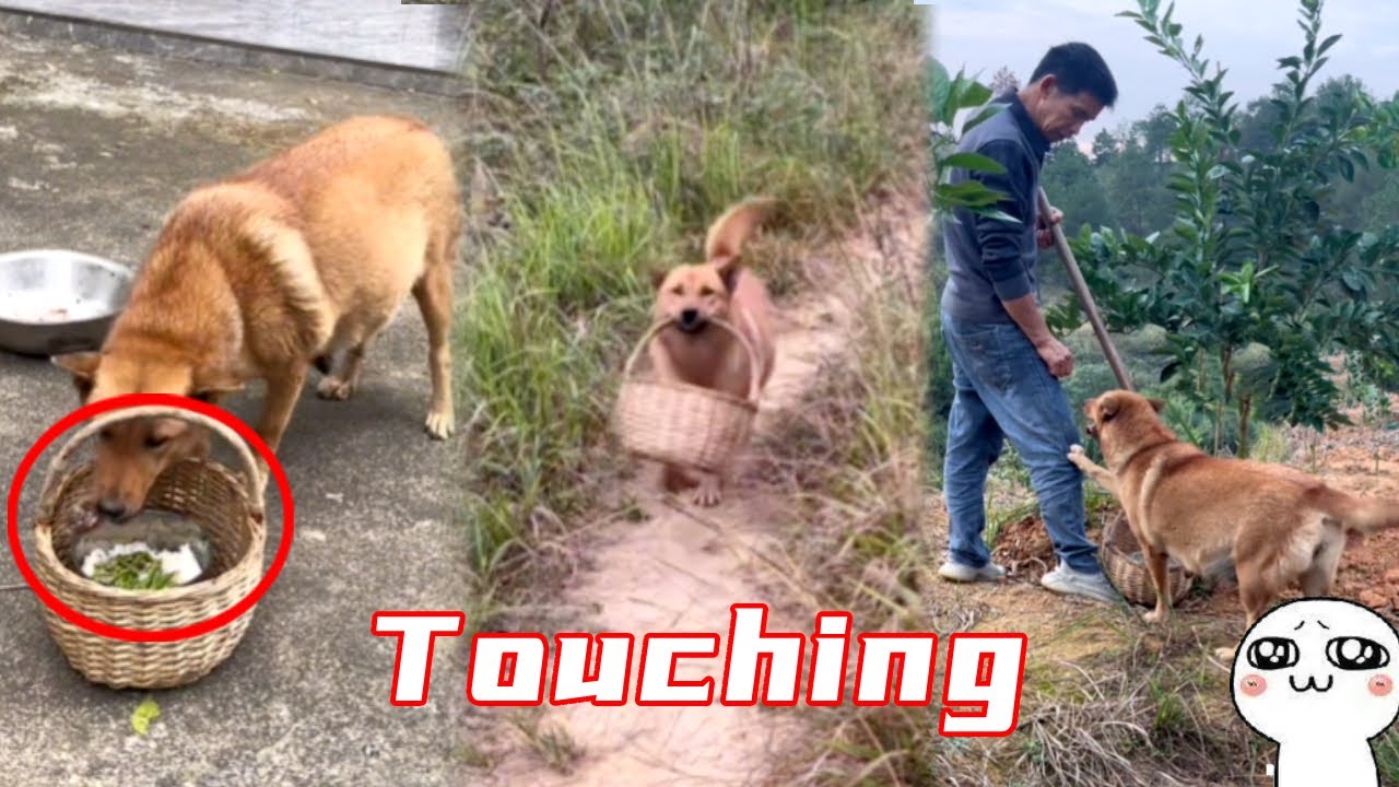 So touching, Da Huang gave his favorite chicken leg to his owner who ...