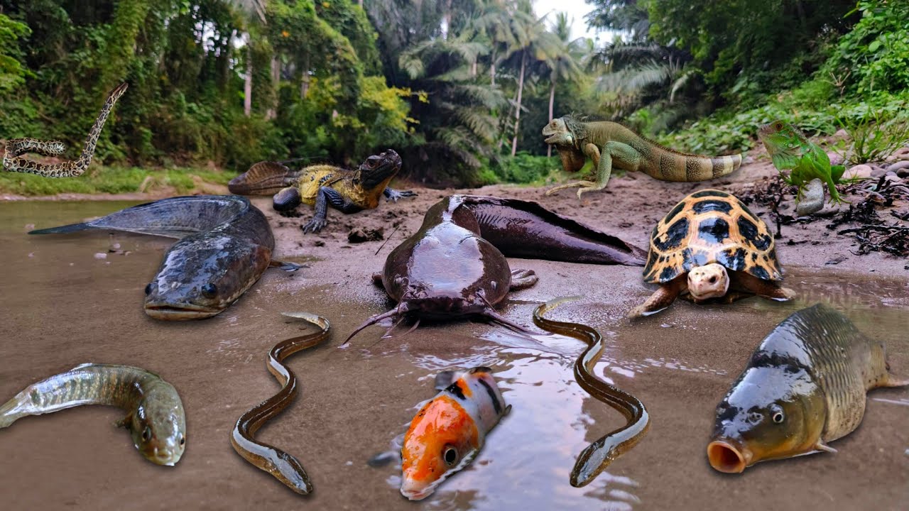 Finding a big snakehead fish in a hole in the river, big catfish, koi ...